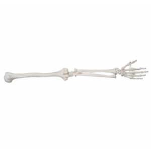Life-Size Upper limb skeleton model-Skeleton Models-Henan BOMN supply ...