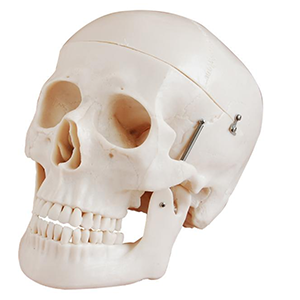 Deluxe Life-Size Skull Style D-Skull Models-Henan BOME supply chain ...