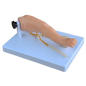 Advanced infant venipuncture leg-Pediatrics & GYN Models-Henan BOME ...