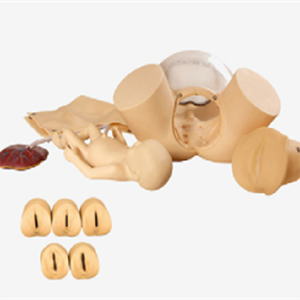 Pediatrics & GYN Models-Henan BOME supply chain management Co., LTD
