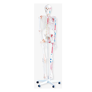 180cm Human skeleton model with colored muscle and ligament-Skeleton ...