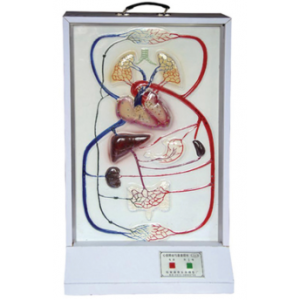 Cardiac and blood circulation Electric Model-Other-Henan BOMN supply ...