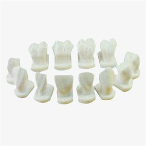 Tooth form model-Teeth Models-Henan Bomn supply chain management Co., LTD