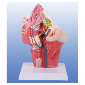 Head and facial vein model-Head Models-Henan Bomn supply chain ...