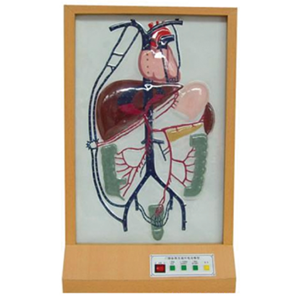 Portal vein collateral circulation electric model-Other-Henan BOMN ...