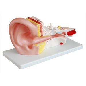 Middle ear anatomical model-Ear Nose & Throat Models-Henan BOMN supply ...