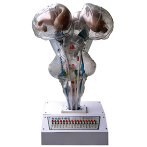 Voice prompt electric brain stem model-Brain Models-Henan Bomn supply ...