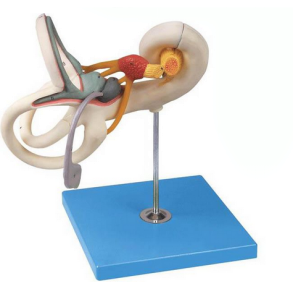 Inner ear labyrinth magnified model-Ear Nose & Throat Models-Henan Bomn ...