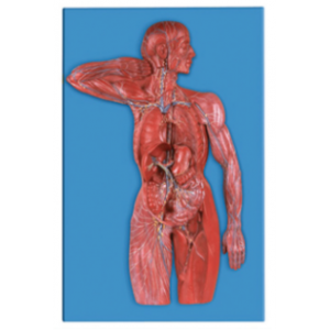 Lymphoid system model-Other-Henan BOMN supply chain management Co., LTD